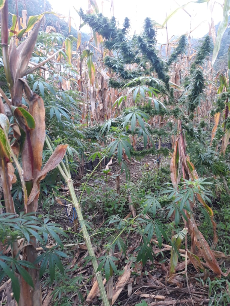 Erradicación de Matas de Marihuana en Mataquescuintla, Jalapa ...